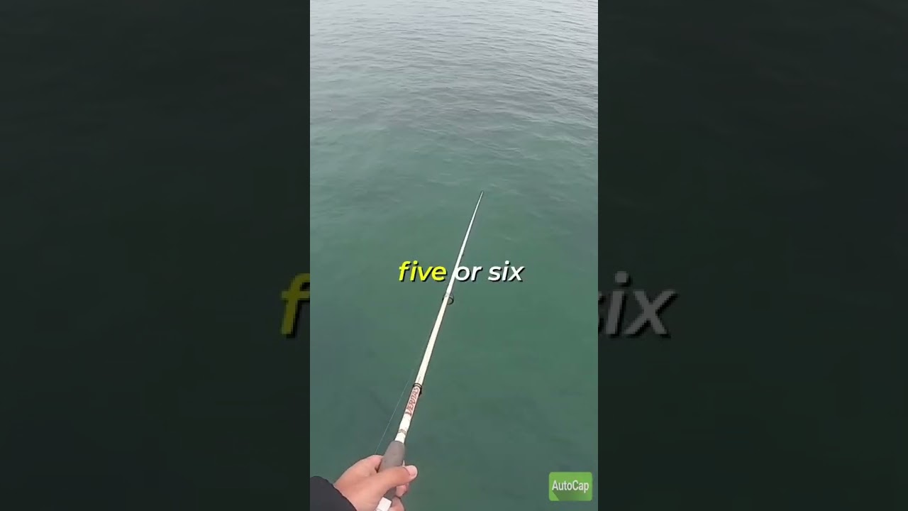 How to catch squid!!