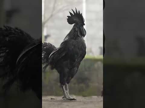 Ayam Cemani Chickens | Expensive Black Chickens