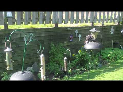 Amazing Squirrel Jump