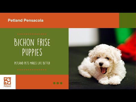 Woofles Of Information About Bichon Frise Puppies