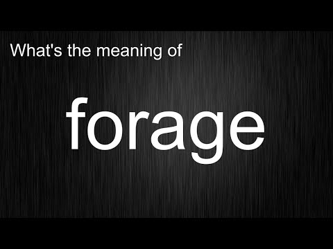 What's the meaning of "forage", How to pronounce forage?