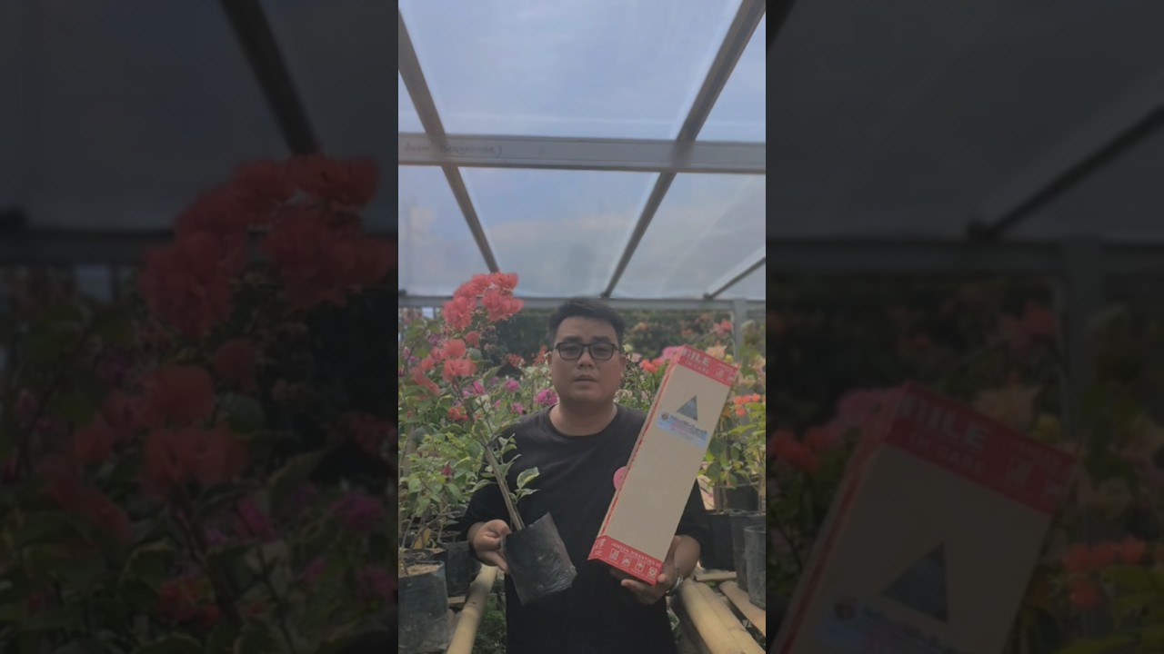 Order imported bougainvillea seeds ☎️082176207300 #paperflowers #sellingbougainvillea #flowers