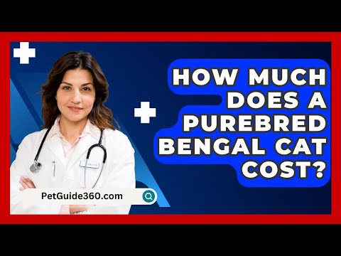 How Much Does A Purebred Bengal Cat Cost? - PetGuide360.com