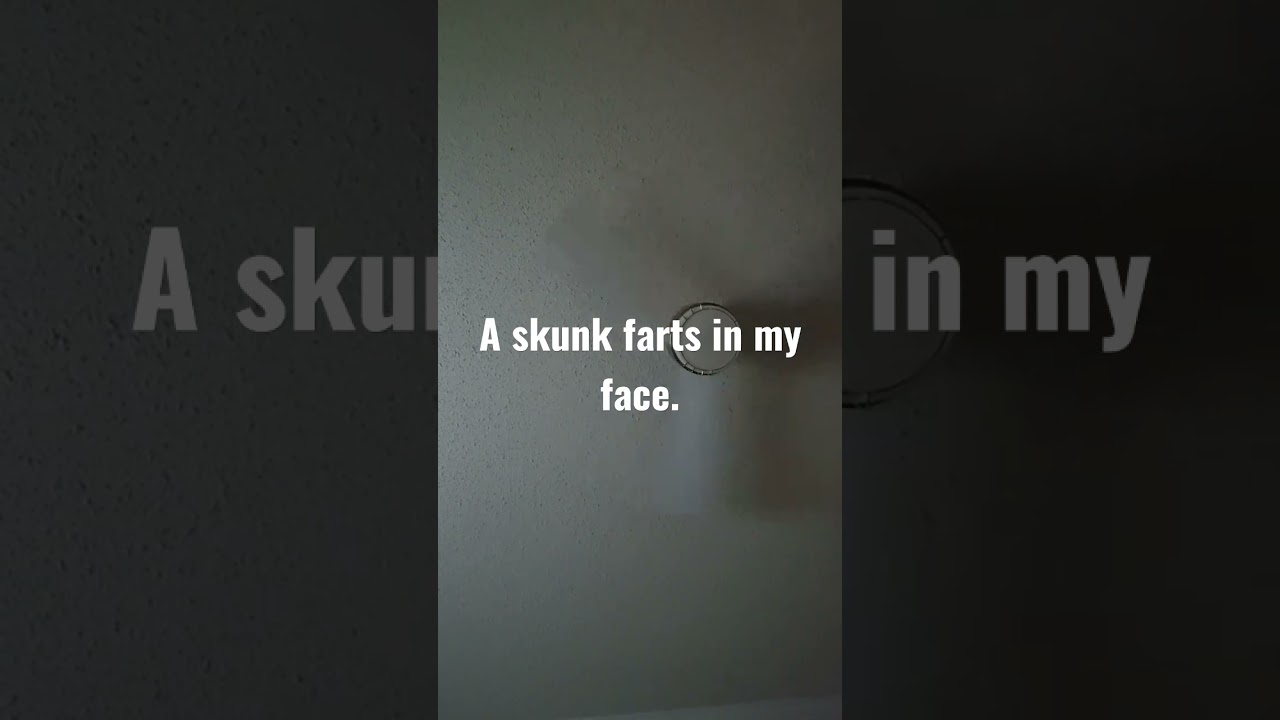 A skunk farts in my face. #stinky #smelly #altrock #grunge #music #melody #guitar #acoustic #beat