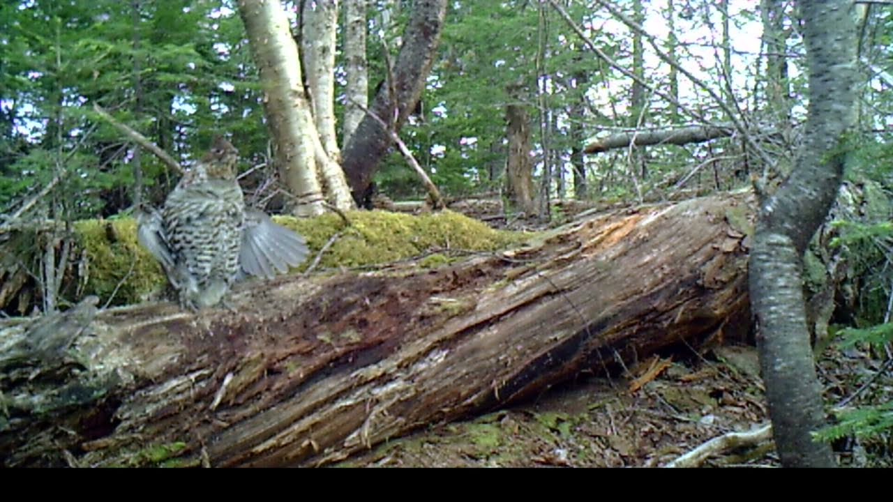 Ruffed Grouse drumming log 21