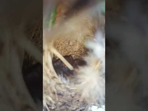another hummingbird nesting..from eggs to hatchlings..🌿❤I don't know if its the same bird