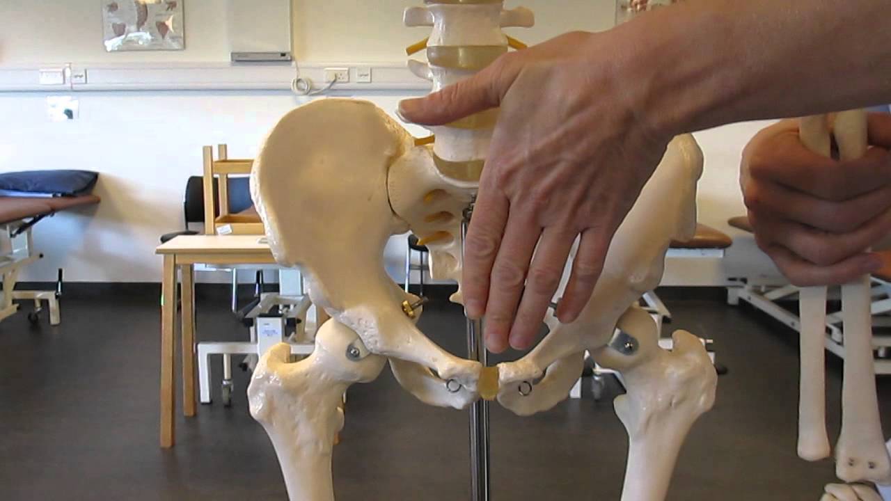 Pubic Tuberosity and Symphysis, Anterior aspect, Palpation
