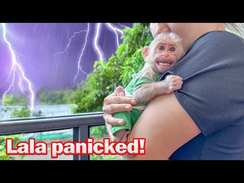 Lala panics and worries when it rains heavily and thunders!