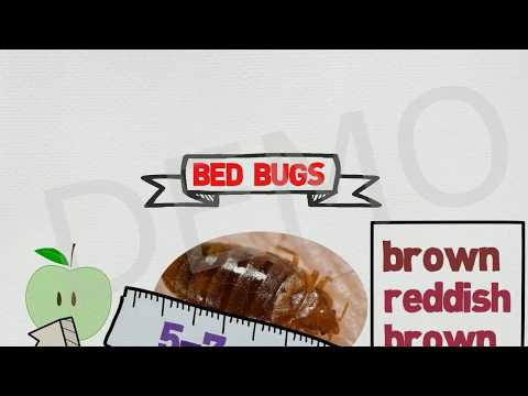 All About Bed Bugs – Pest Control Educational Library by Sparkvids.com