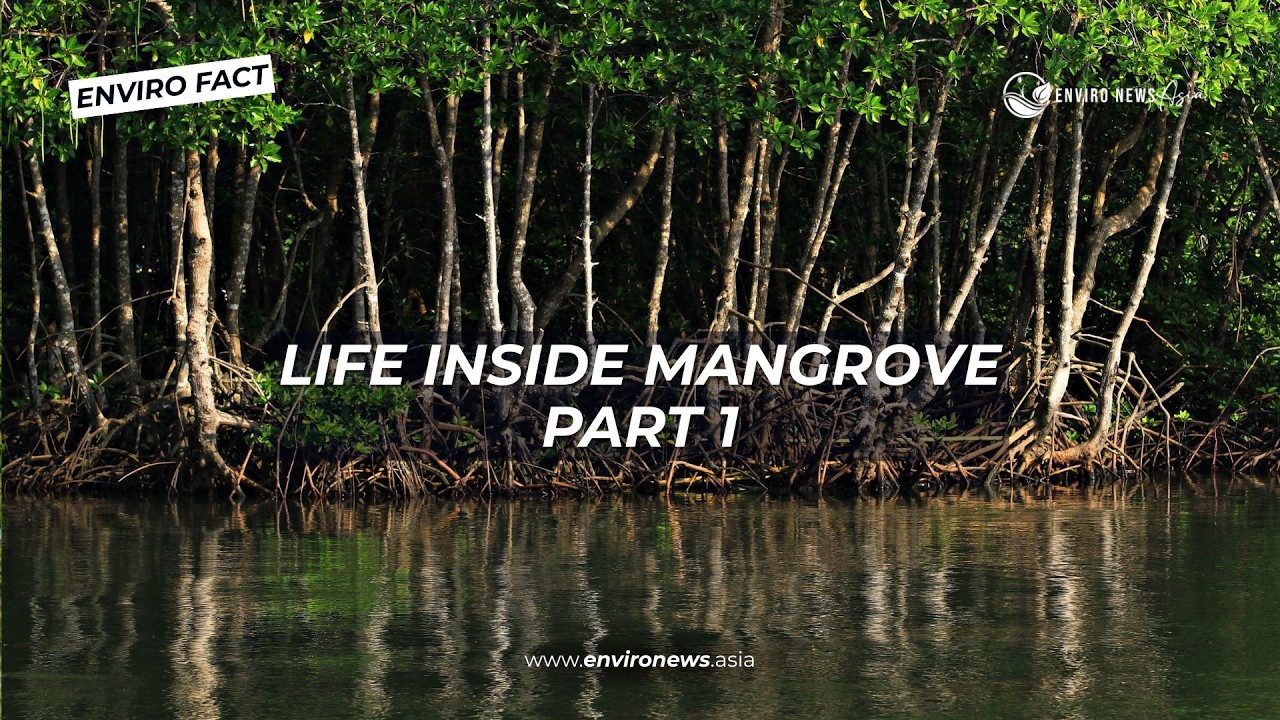 Discover What’s Really Living in Mangroves Forest (Part 1)