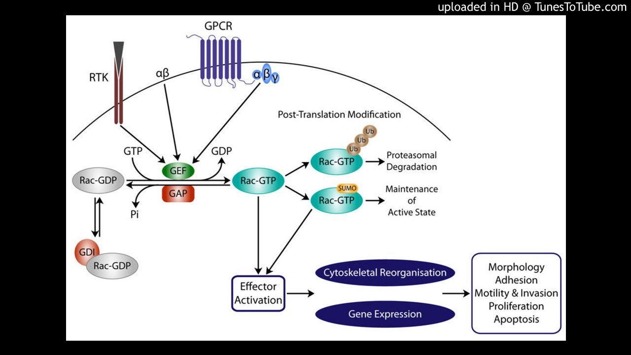 Rac1 GTPase signaling pathway : Small GTPase Rac1 pathway in drug and radio-resistance mechanisms: o