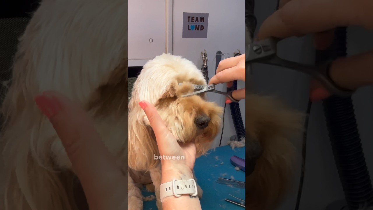 👀SAFE EYE TRIMMING!👀 #lovemud #doglover #dogs #doggroomingtips #howtogroomadog #cockapoo #dog