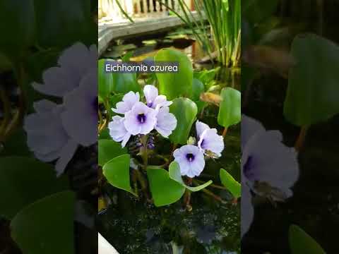 Eichhornia azurea. #nature #relaxing #shorts #apicoltura #bees #pond #color #flowers #sweet