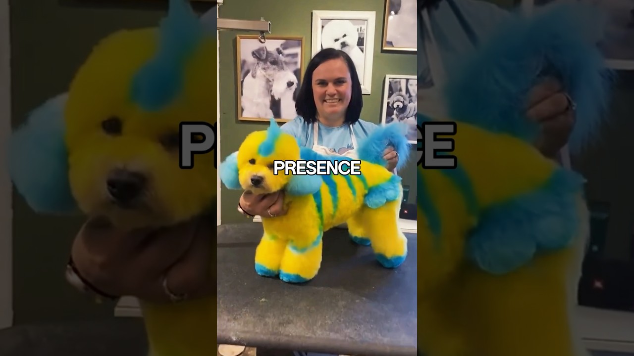 Meet the Bichon Frise .. #dogs #doglover #bichonfrise