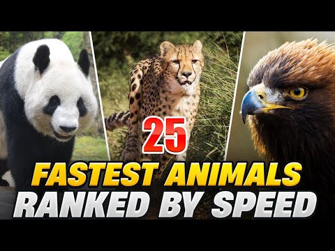 25 Fastest Animals In The World, Ranked By Speed
