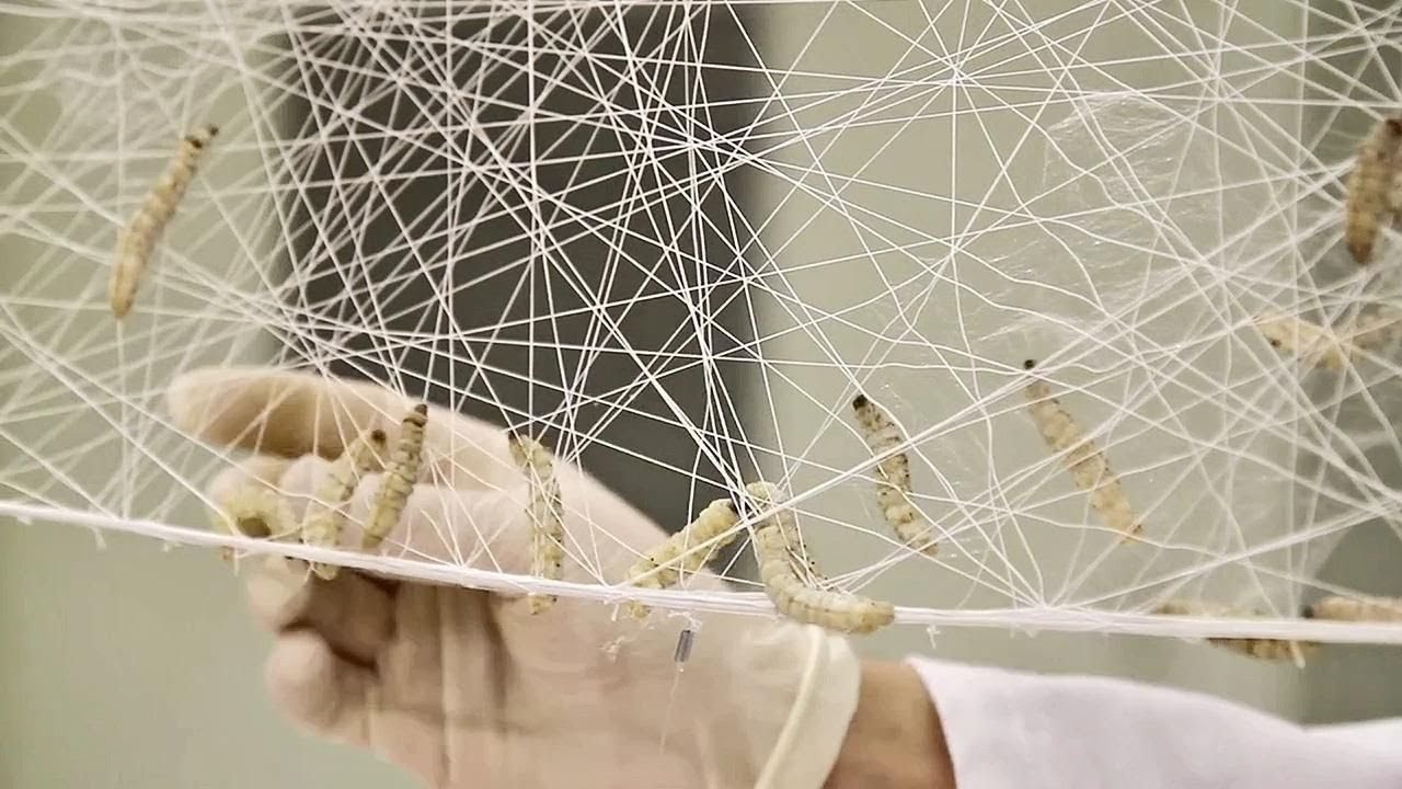 How Silk Is Made