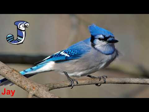 Animals start with J / Alphabet animals / J is for / abecedario en ingles / Alphabetimals for kids