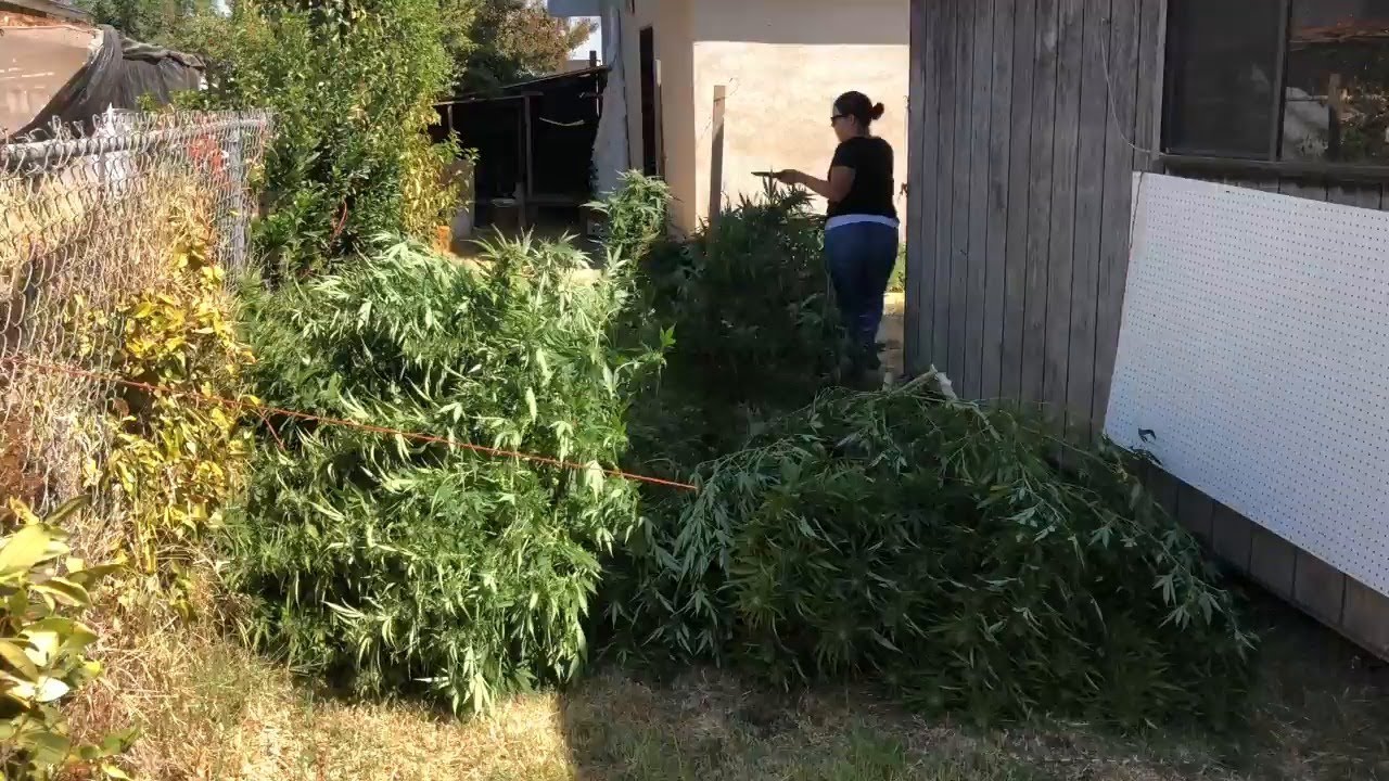 Sheriff's deputies destroy 1,000 illegal marijuana plants in south Merced