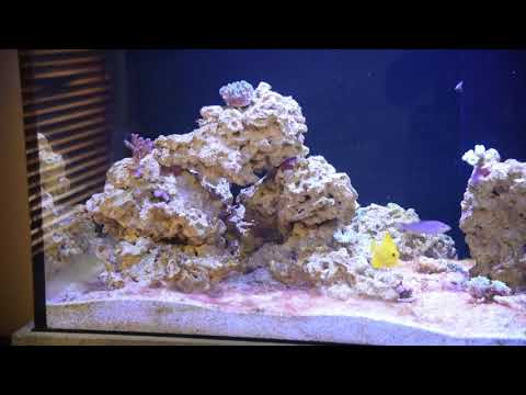 SCA 150g Reef Tank Progression: Episode 1