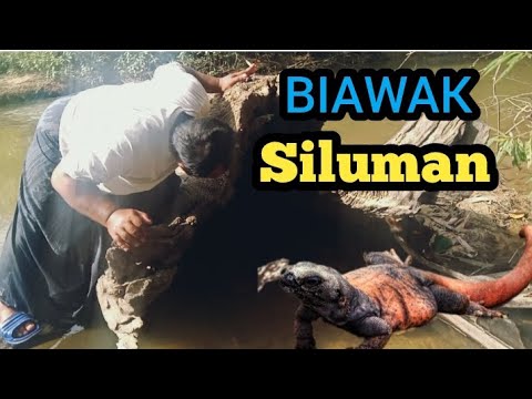 "Hunting the Red-Tailed Monitor Lizard in the River" HUNTING THE RED-TAILED MONITOR LIZARD IN THE...