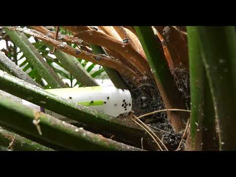 Using beneficial insects and other organisms for biocontrol in Cornell greenhouses
