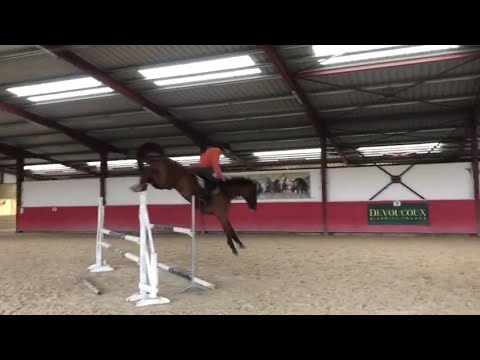 5 years old stallion by Codex One