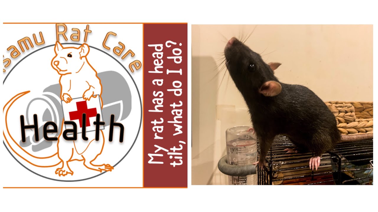 My rat has a head tilt, what do I do?
