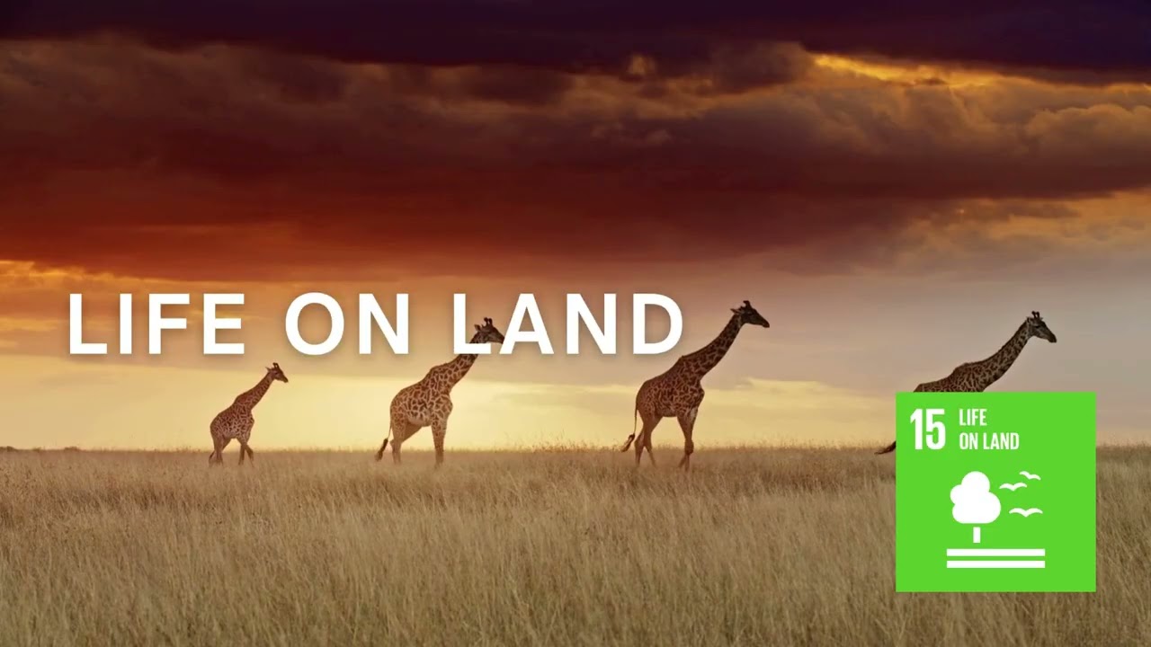 Join the Challenge: International Coding Showcase 25/26