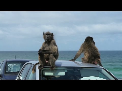 Baboons at Cape of Good Hope, or is it Cape Point? Things to do in Cape Town