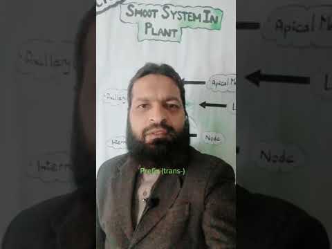 English /prefix /trans-