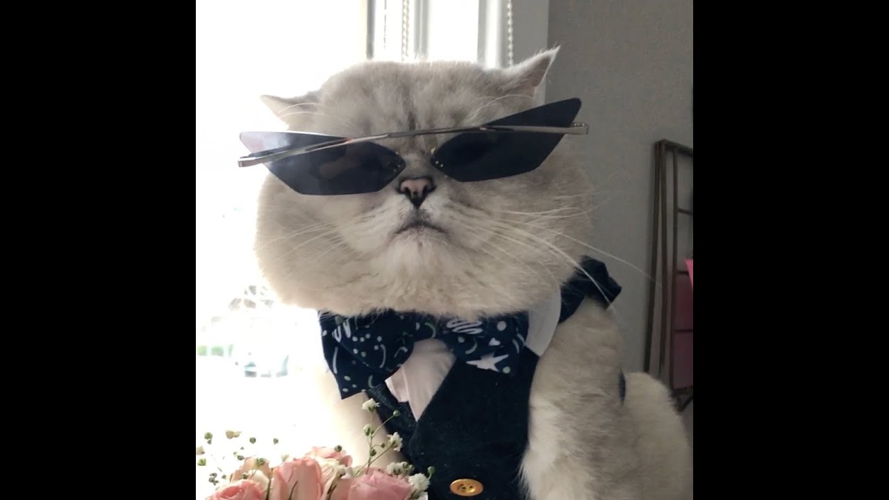 Are you ready for Summer? Apollo is!  cat care youtube warm weather tips