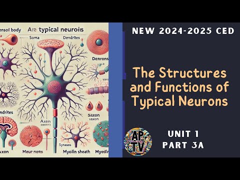 🎯The Structures and Functions of Typical Neurons - AP Psychology Unit 1 Part 3a🎯