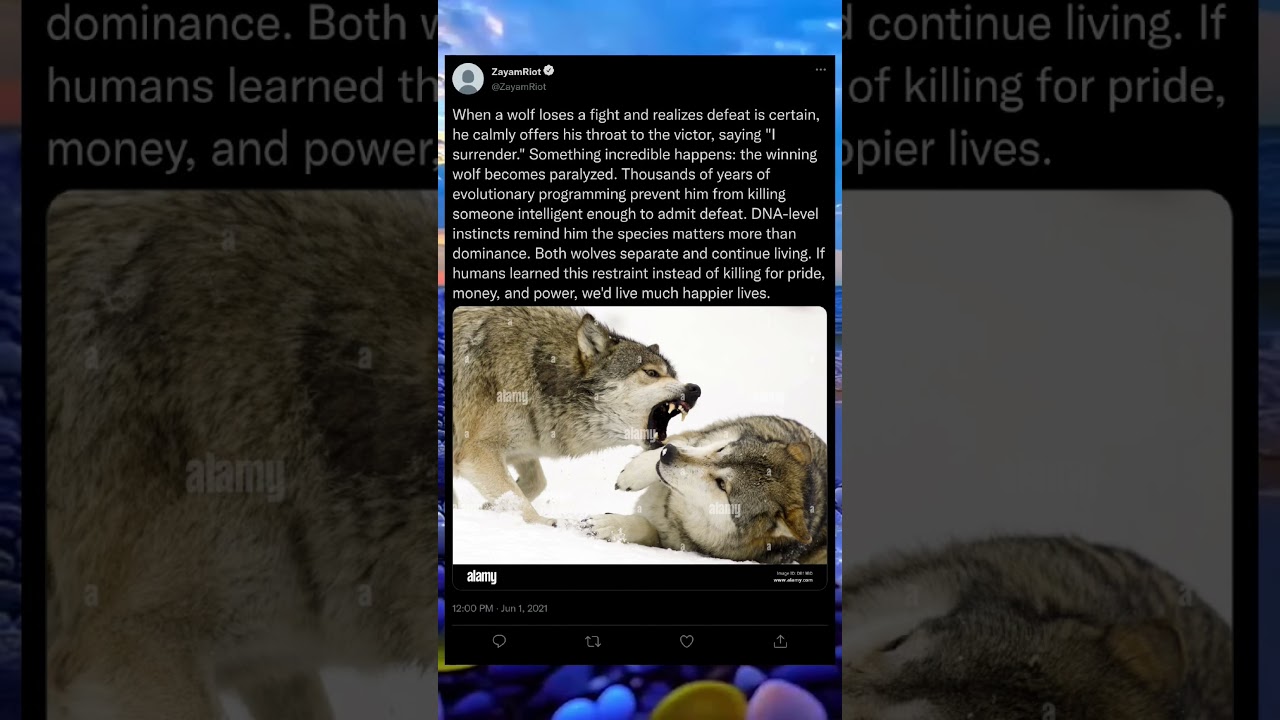 Wolves Stop Themselves From Killing in Stunning Moment 🐺😳 #Wildlife #Nature #Viral