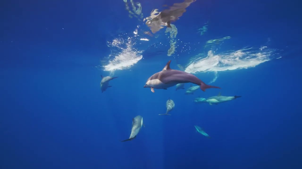 macOS Sonoma Video Wallpaper - Dolphins 4K 240FPS