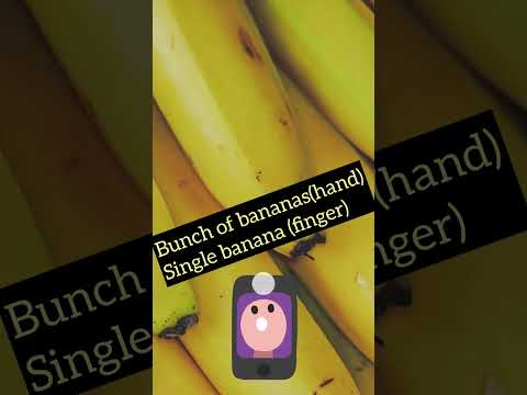 BANANA FACTS {Scientific name Musa}