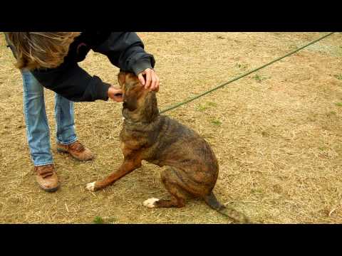 Loretta Pretty Plott Hound Mix