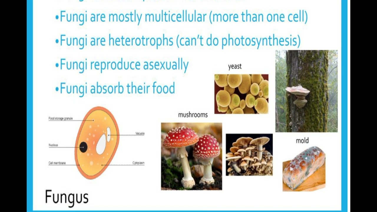 ||five kingdom classification system||#fivekingdoms|| easy way ppt.#5kingdoms ppt. class ix