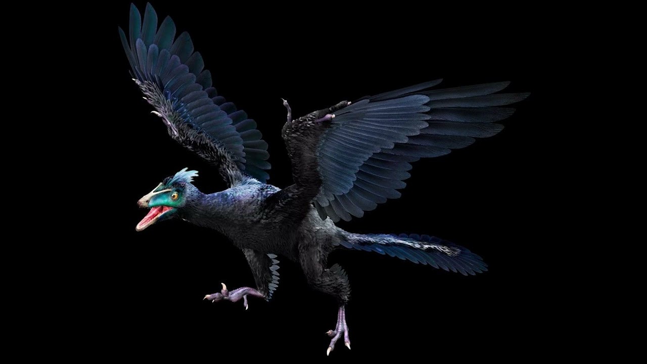 Microraptor Sound Effects