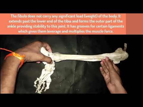 Fibula Bone Anatomy | Skeleton System | Human Anatomy Physiology Lectures | NEET Biology | Class 11
