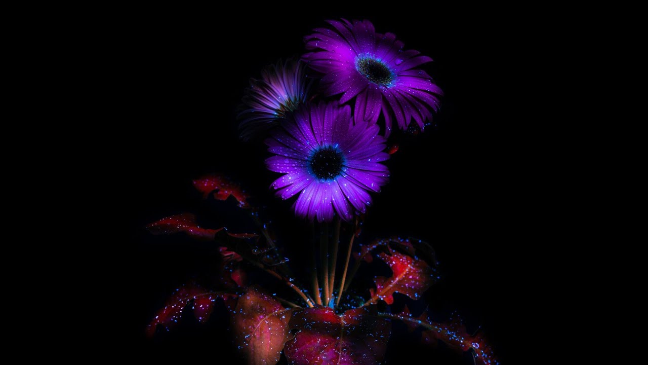 Purple Flower Live Wallpaper ( No Copyright, No Watermark )