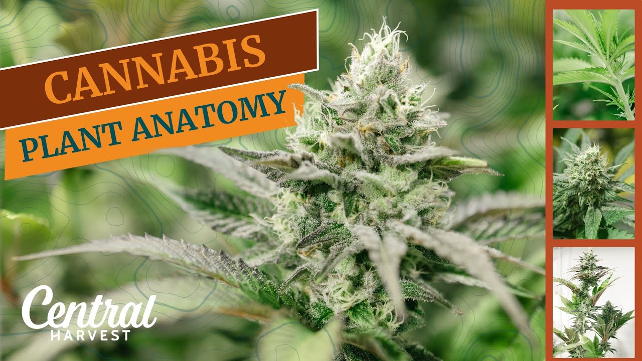 🌱 Cannabis Plant Anatomy Explained | Central Harvest Cultivation Breakdown 🌱