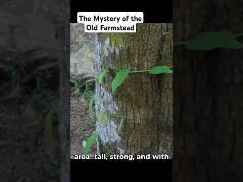 The Mystery of the Old Farmstead