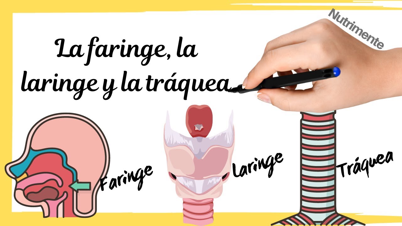 The PHARYNX, the LARYNX and the TRACHEA [Human Respiratory System]