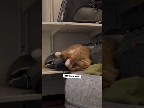 Do you cats sleep in funny positions? We find it so cute! π₯Ίπ€