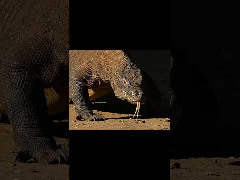 The Komodo dragon (Varanus komodoensis)