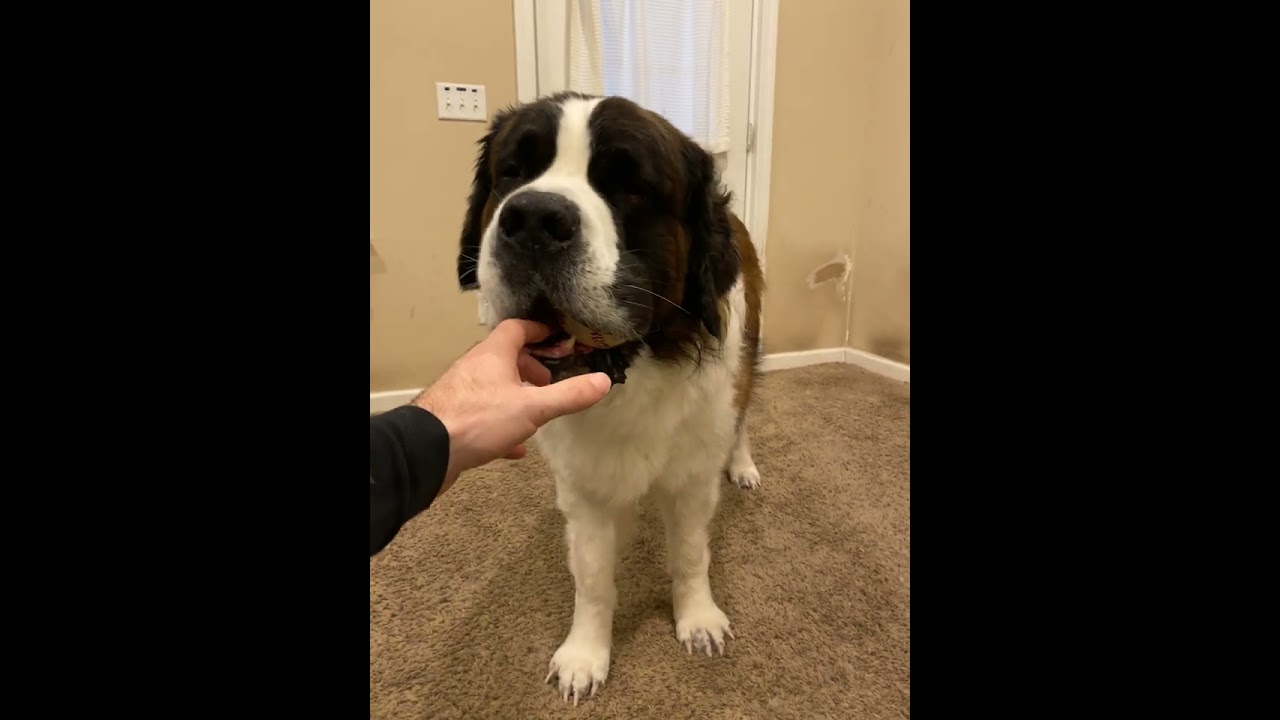 Chewie IMG 0625