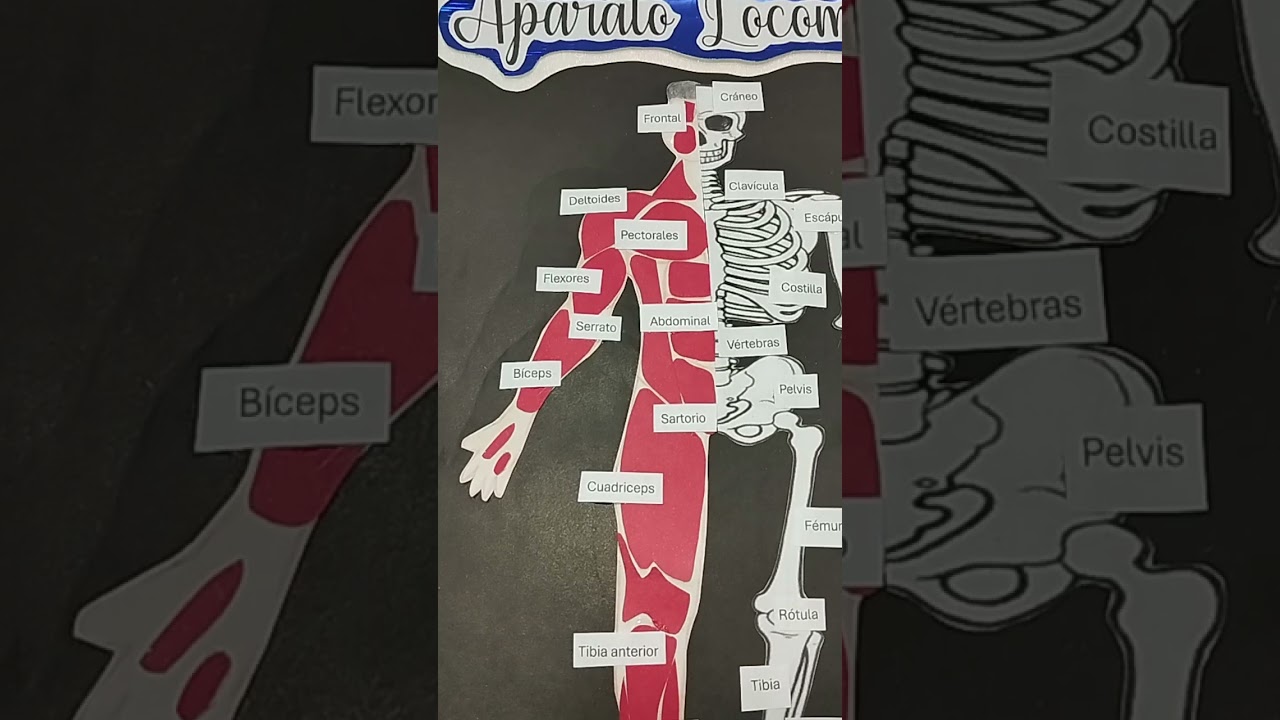 Maqueta del aparato locomotor - Karla Malpica #biology #anatomia #manualidades #cuerpohumano #viral