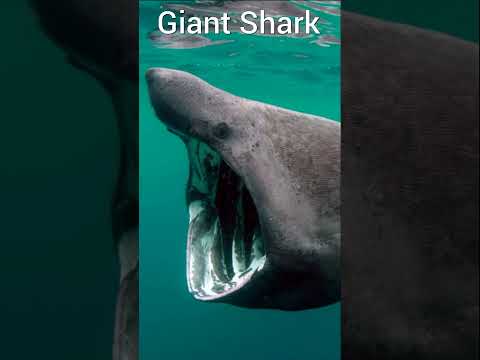 Researchers Capture First Ever Visuals Of Basking Shark, the World’s Second Largest Fish, Being Hit
