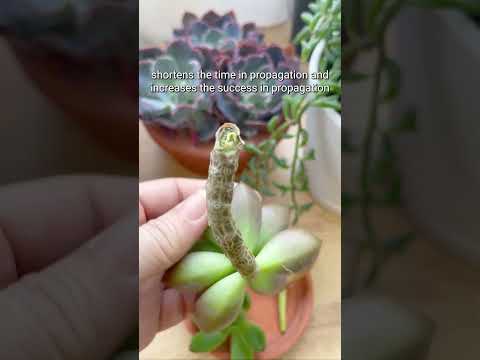 Why should we let cuttings callus in propagation? 🤔 #succulent #cactus #propagation #houseplants