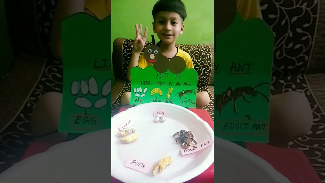 Life Cycle of An Ant Project, Craft TLM#shortsvideo  #shorts #lifecycle #ants #project #science #evs